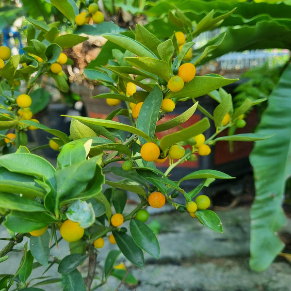 Kinzu Orange in Ø20CM Pot | Shop Online at Ban Nee Chen Nursery