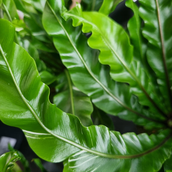 Asplenium 'Fuzzy' Variegated in Ø8CM Pot | Shop Online at Ban Nee Chen ...