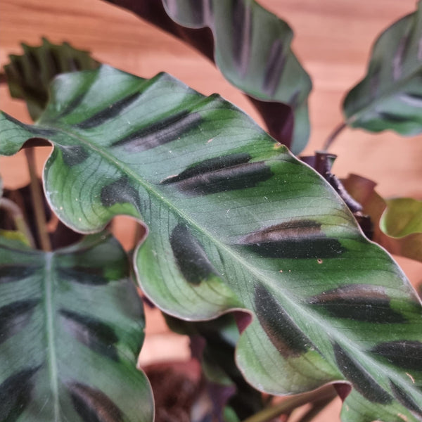 Calathea gandersii in Ø15CM Pot | Shop Online at Ban Nee Chen Nursery