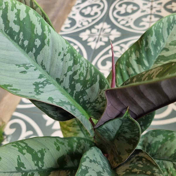 Apoballis Purple Sword in Ø15CM Pot | Shop Online at Ban Nee Chen Nursery