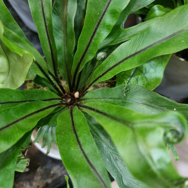 Asplenium 'Fuzzy' Variegated in Ø8CM Pot | Shop Online at Ban Nee Chen ...