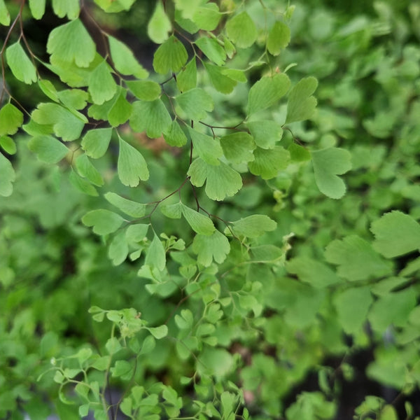Adiantum microphyllum (Dwarf Maidenhair Fern) in Ø12CM Pot | Shop ...