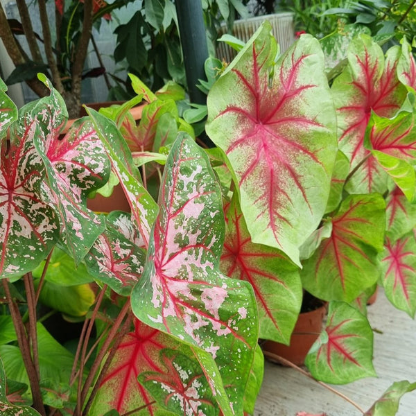 Caladium 'Spidy Mix' in Ø15CM Pot | Shop Online at Ban Nee Chen Nursery