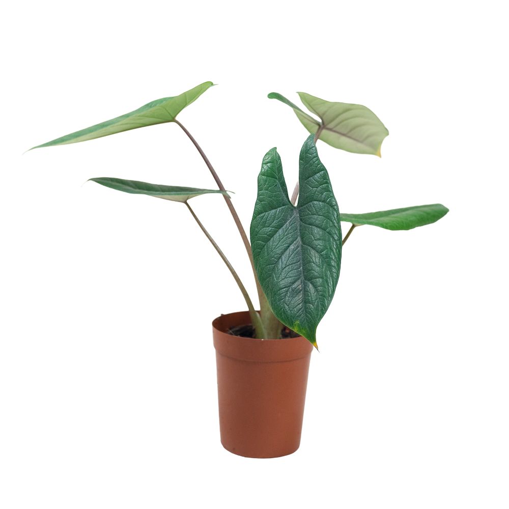 Alocasia scalprum in Ø8CM Pot | Shop Online at Ban Nee Chen Nursery