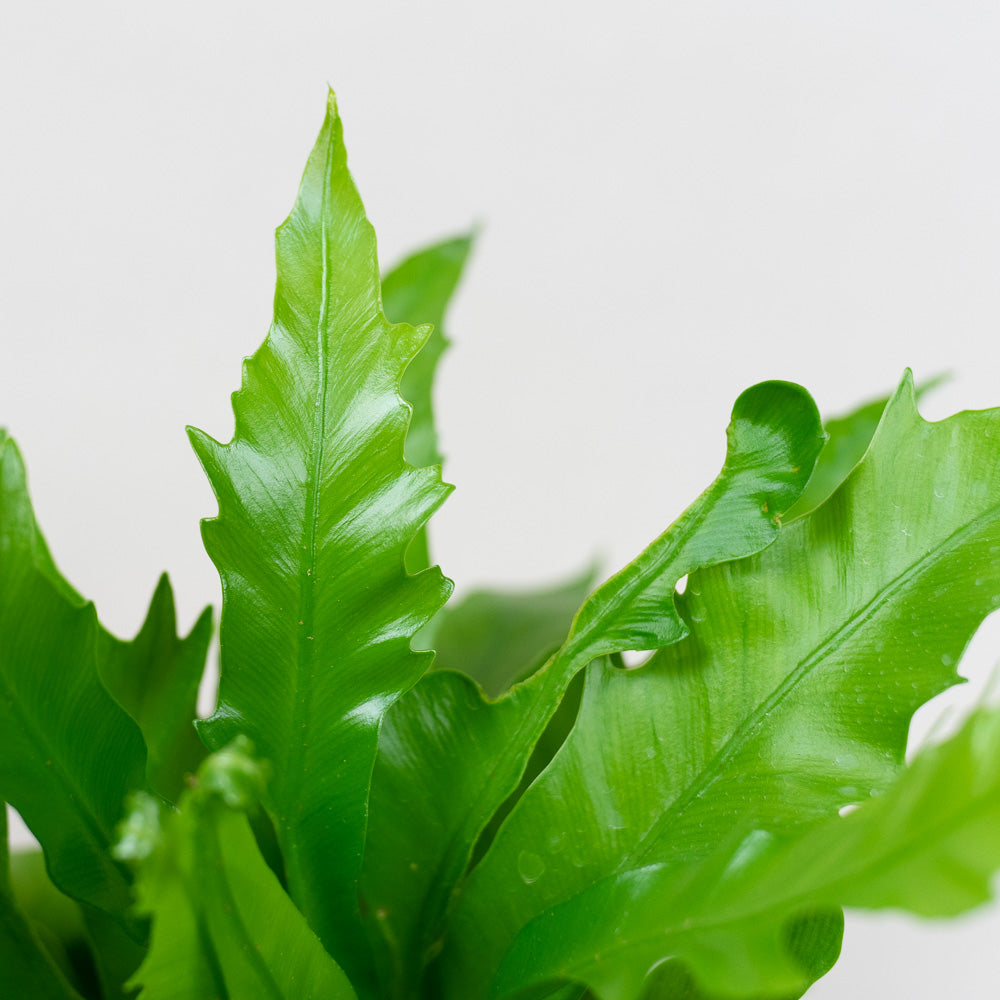 Asplenium nidus 'Venus' in Ø15CM Pot | Shop Online at Ban Nee Chen Nursery