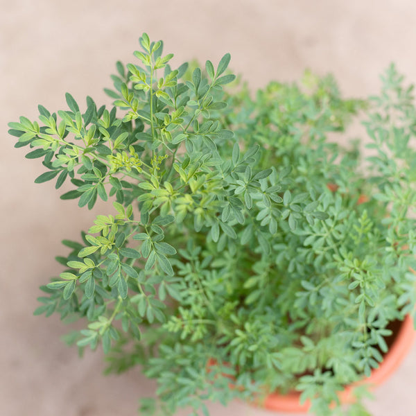 Common Rue in Ø15CM Pot | Shop Online at Ban Nee Chen Nursery