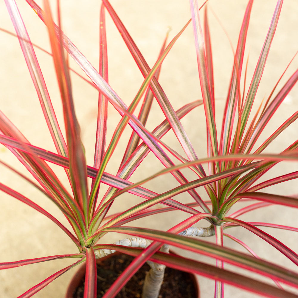 Dracaena marginata 'Colorama' in Ø11CM Pot | Shop Online at Ban Nee ...