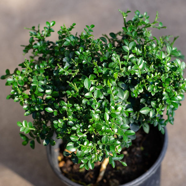 Dwarf Murraya Bonsai in Ø10CM Pot | Shop Online at Ban Nee Chen Nursery