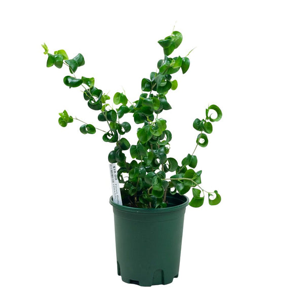Ficus benajamina 'Barok' in Ø10CM Pot | Shop Online at Ban Nee Chen Nursery