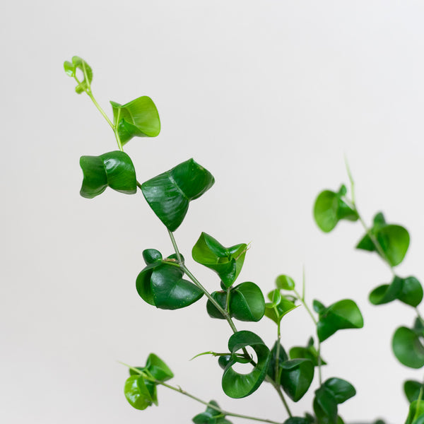 Ficus benajamina 'Barok' in Ø10CM Pot | Shop Online at Ban Nee Chen Nursery