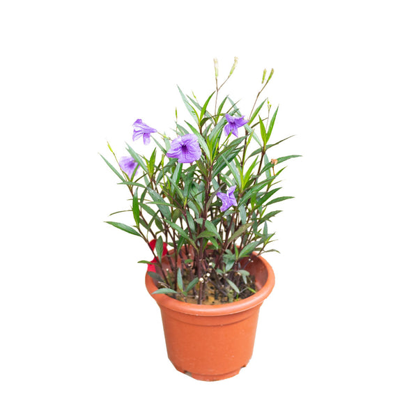 Ruellia simplex in Ø22CM Pot | Shop Online at Ban Nee Chen Nursery