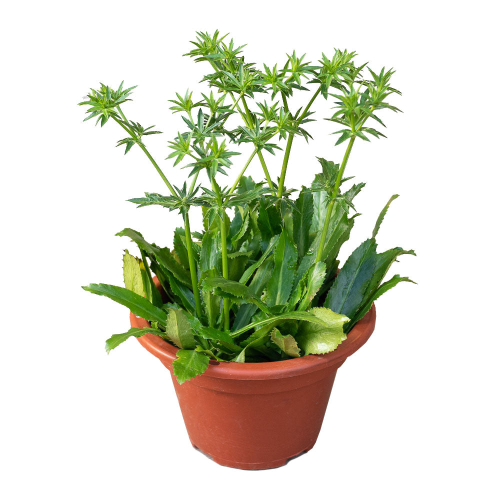 Thai Parsley in Ø19CM Pot | Shop Online at Ban Nee Chen Nursery