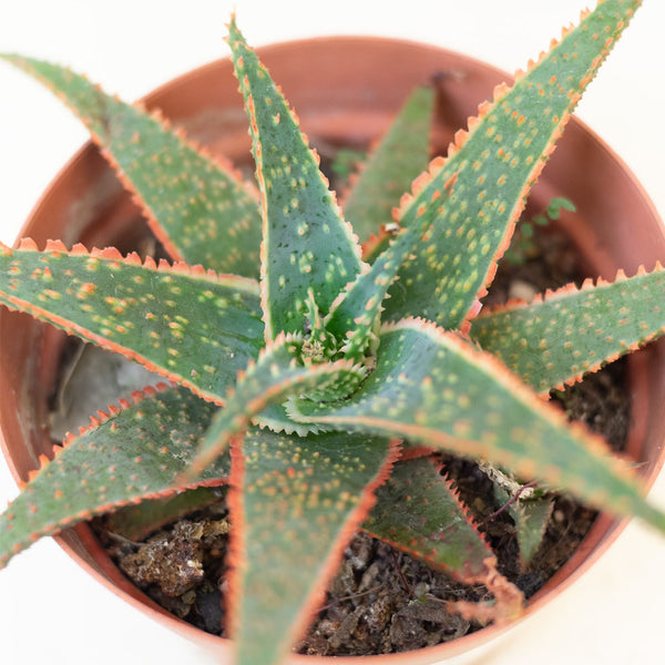 Aloe 'Bright Star' in Ø10CM Pot | Shop Online at Ban Nee Chen Nursery