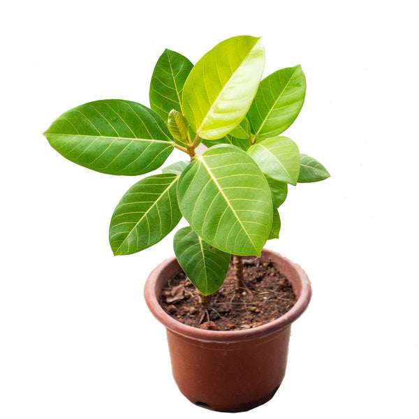 Ficus altissima 'Gold' in Ø14CM Pot | Shop Online at Ban Nee Chen Nursery